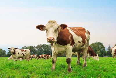 Guest Column: Farming at the intersection of economic and climate ...