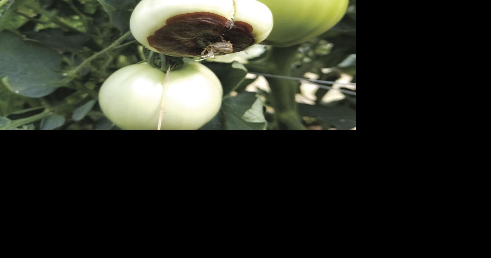 Tomato troubles rear their heads | Home & Garden | willistonobserver.com