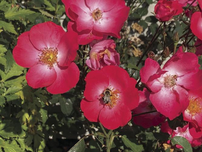 A hint of things to come | Community | willistonobserver.com