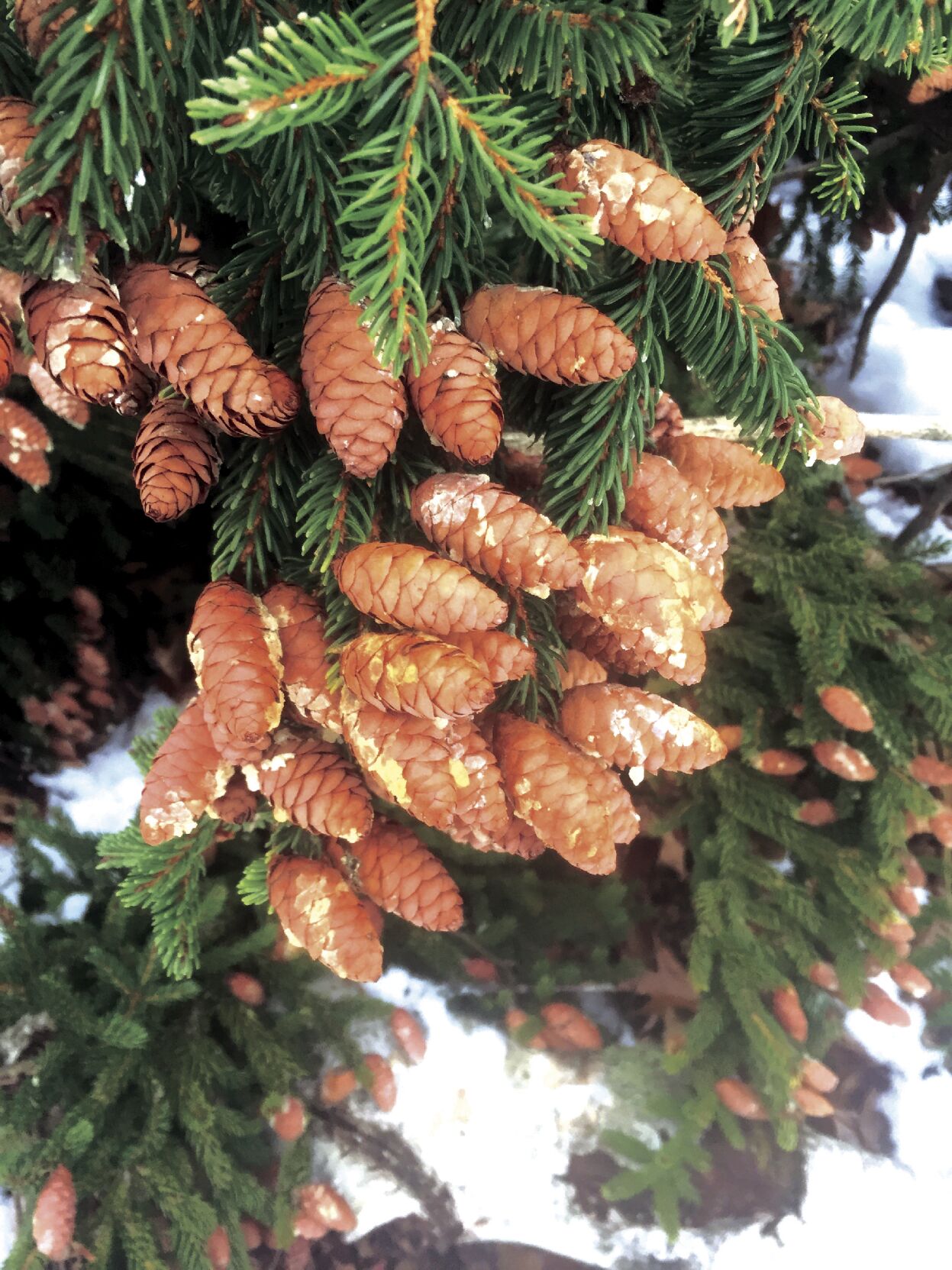 The recovering red spruce — a profile | Living Green ...
