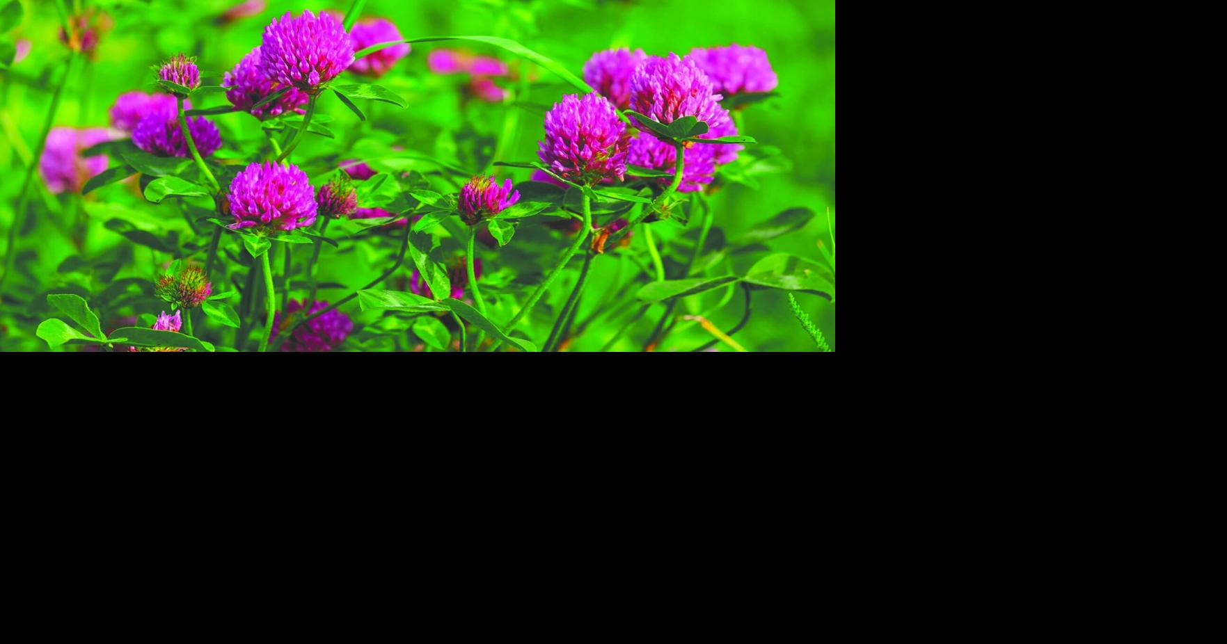 Red clover: the state flower of Vermont | Home & Garden ...
