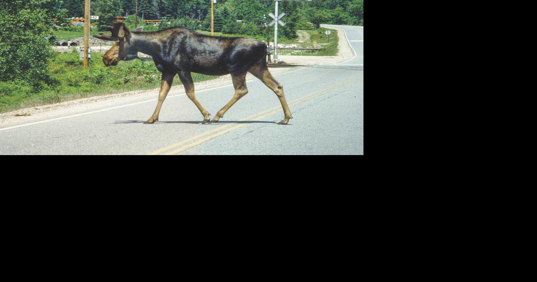 The moose are on the move | Region/State | willistonobserver.com