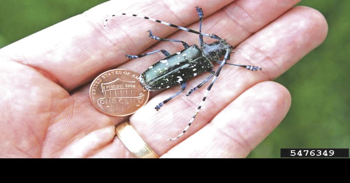 Be on the lookout for maple-loving invasive beetle | Living Green ...