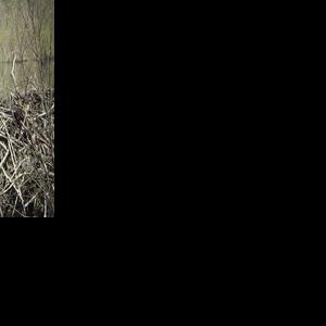 ‘Baffles’ recommended for beaver nuisance management | Archive ...