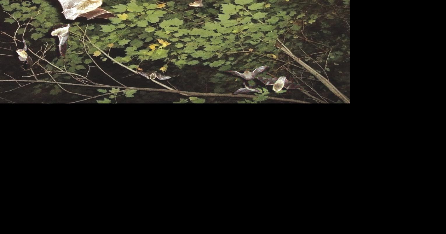 How (and why) to manage forests for bats | Living Green ...