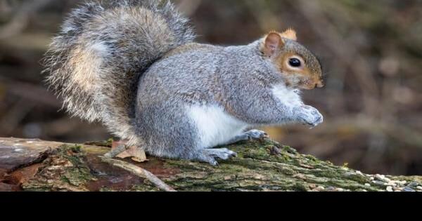 Yes, even squirrels have personalities | Living Green ...