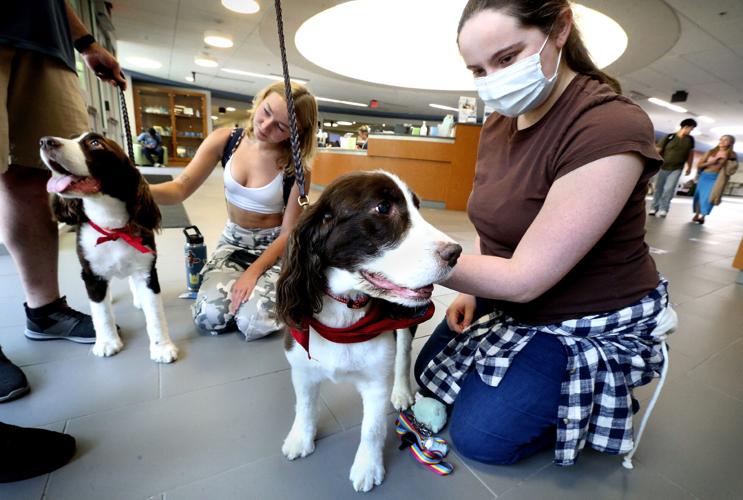 Therapy dogs return to Laurel Ridge Community College this semester ...