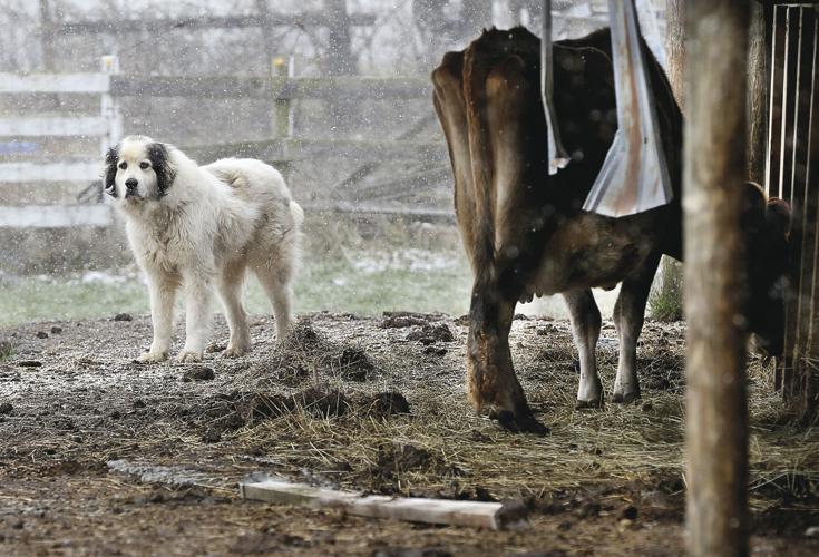 Guard animals all business while protecting area livestock | News ...