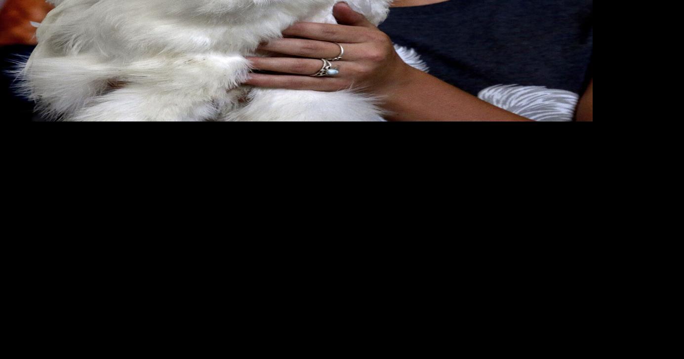 Fair's champion chicken is a real softie | Winchester Star ...