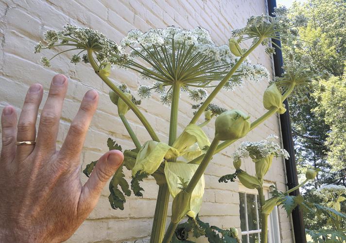 killing hogweed