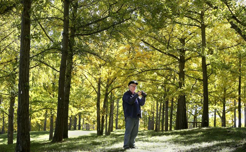 Blandy's Ginkgo Grove nears the golden hour | Winchester Star ...