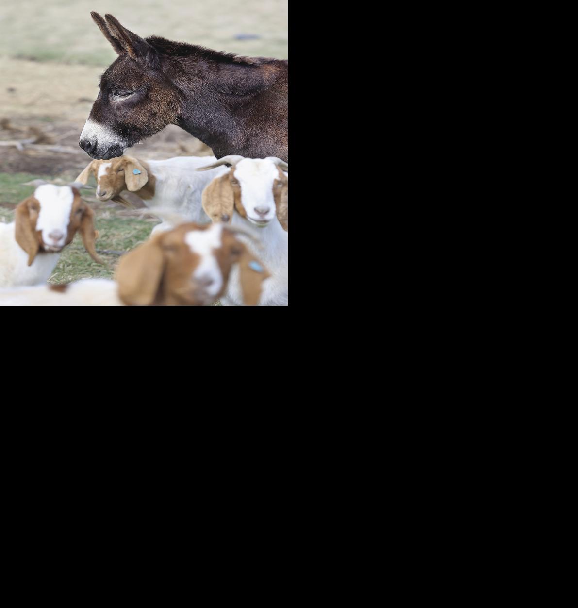 Guard animals all business while protecting area livestock | News ...