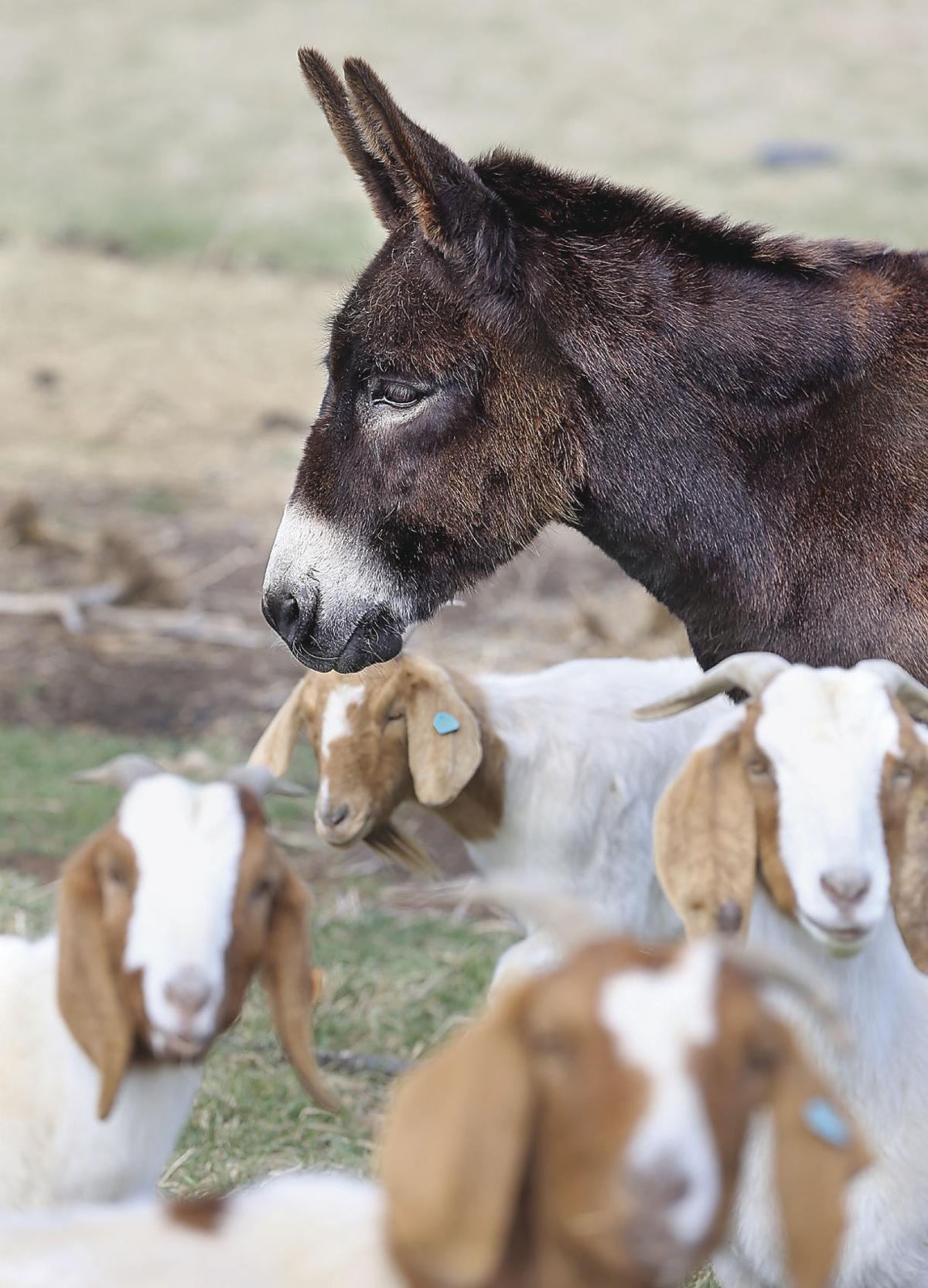 Guard animals all business while protecting area livestock | News ...