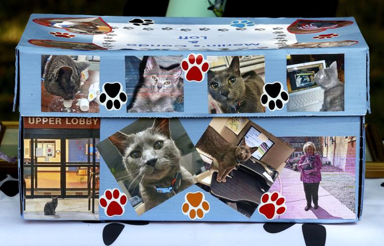 Friends mourn Merlin, a cat whose magic will never fade | Winchester ...