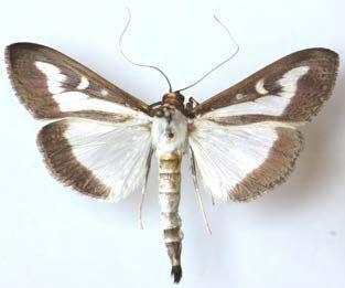 Invasive box tree moth discovered in Clarke County | Winchester Star ...