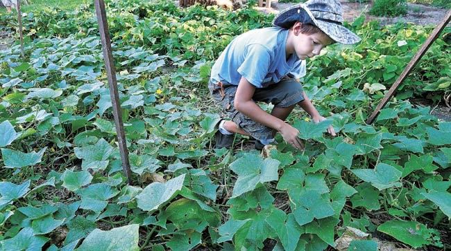 Kids grow goodness as part of garden project | Lifestyles ...