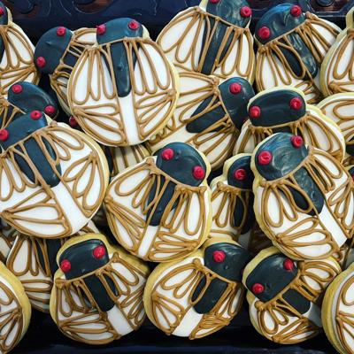 Some cicada buzz | Winchester Star | winchesterstar.com