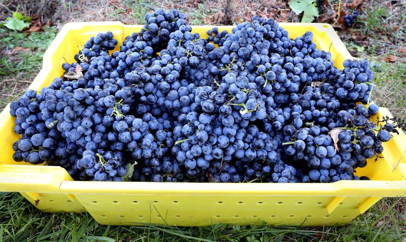 Ready to have a grape time | | winchesterstar.com