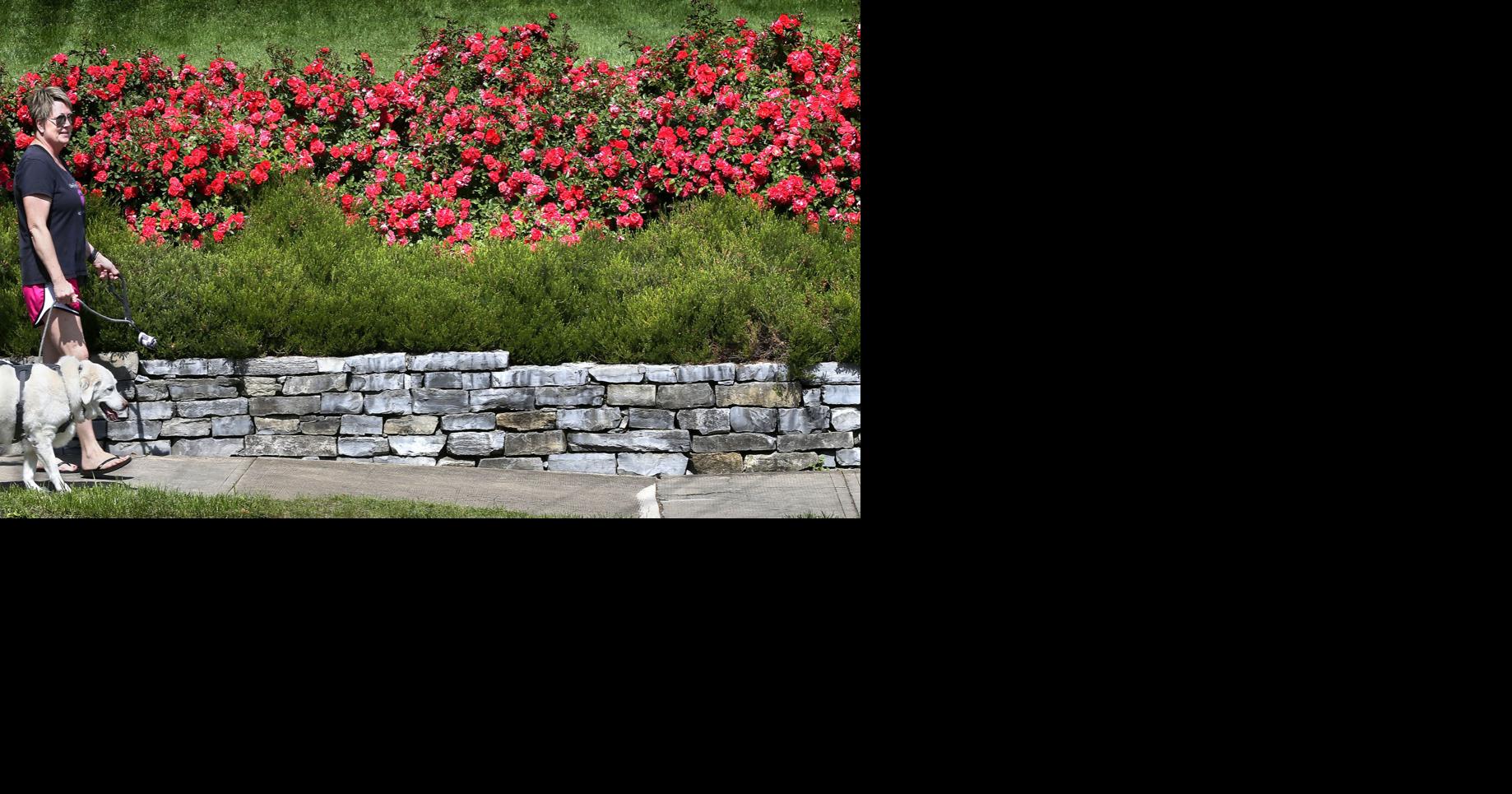 Rosy walk | Winchester Star | winchesterstar.com