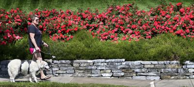 Rosy walk | Winchester Star | winchesterstar.com