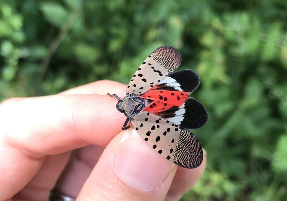 Native fungi could help to slow spread of spotted lanternfly ...