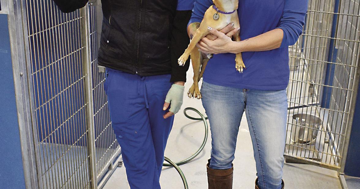New manager, kennel assistant hired for Clarke animal shelter ...