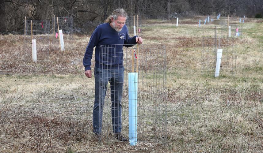 Trouble with the trees: Project aims to revive native butternut ...