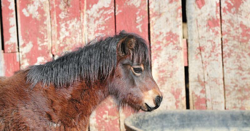 Rare Livestock Breeds | | winchesterstar.com