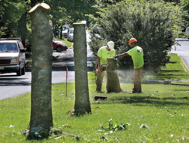 First trees cut down as work on Handley Boulevard starts | News ...