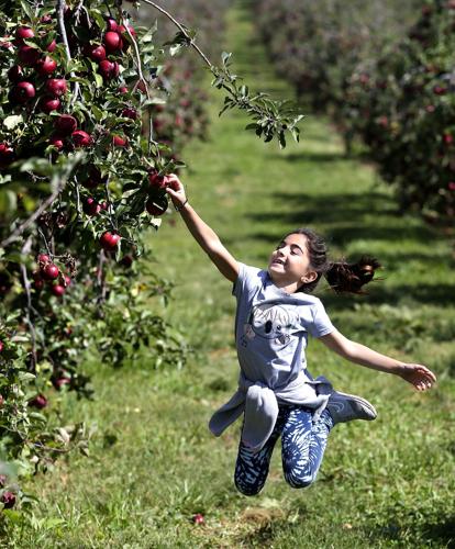Orchard fun | Winchester Star | winchesterstar.com