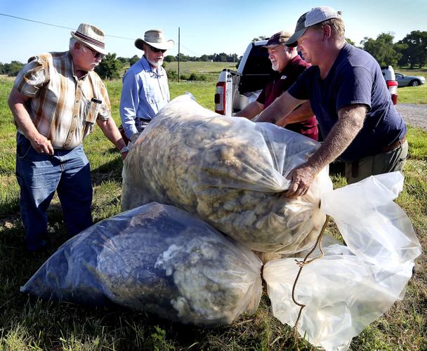 Wool Pool helps sheep farmers earn money amid tough market ...