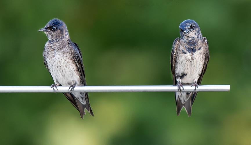 Loss of habitat means humans have to help with purple martin housing ...