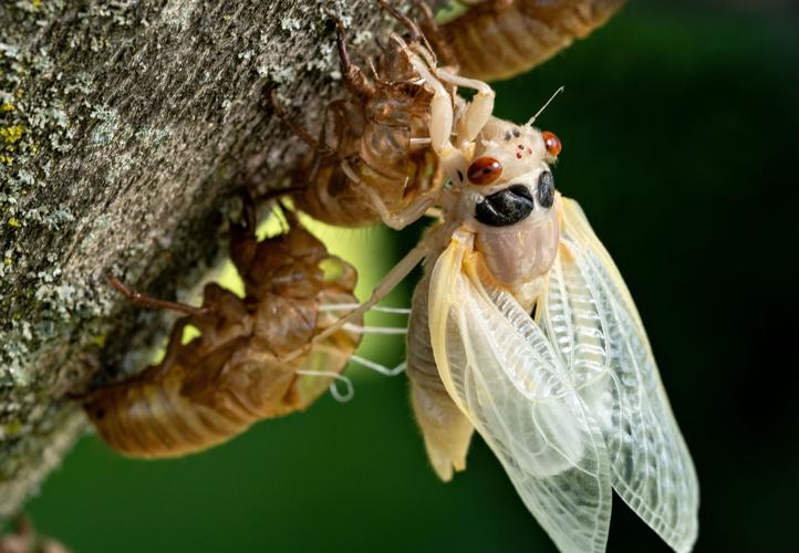 Shenandoah Valley to be spared from massive swarms of cicadas ...