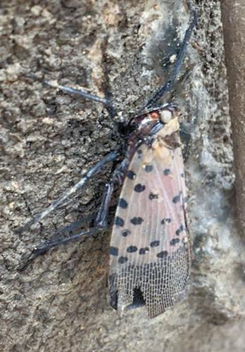 Plant-hopping insect a threat to orchards, woods | Clarke County ...