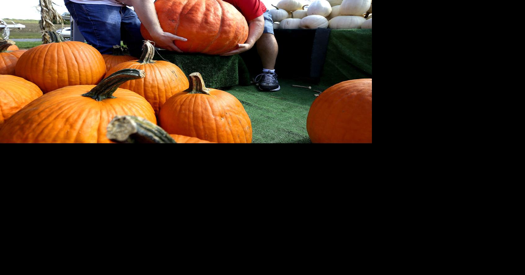Pumpkin pick up | Winchester Star | winchesterstar.com