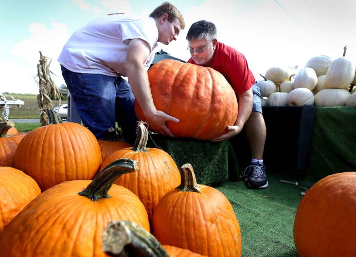 Pumpkin pick up | Winchester Star | winchesterstar.com