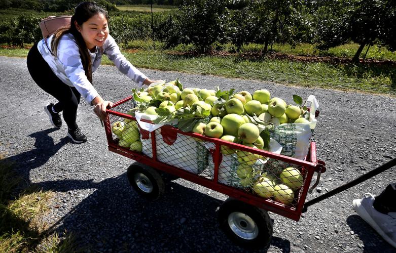 Orchard fun | Winchester Star | winchesterstar.com