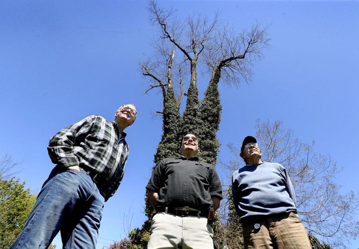 In Stephens City, trees are integral to local history | Winchester Star ...