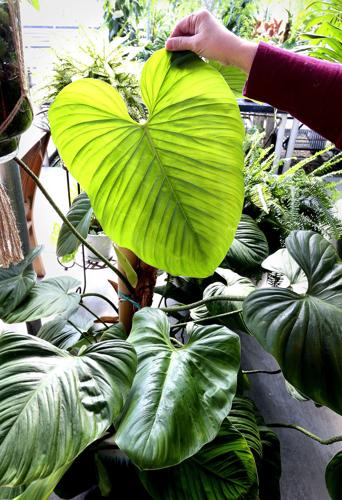 9 house plants that thrive on neglect | Winchester Star ...