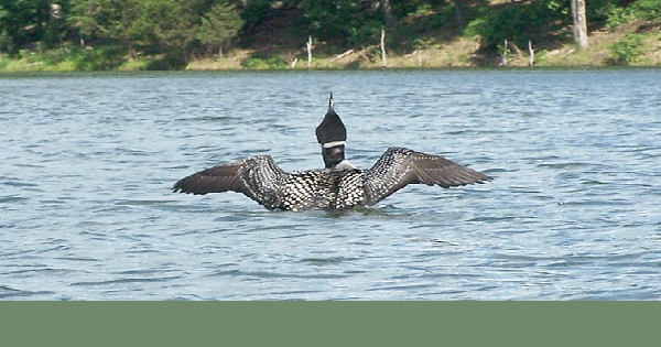 Daily Snapshot: Loon is long from home | News | winchesterstar.com