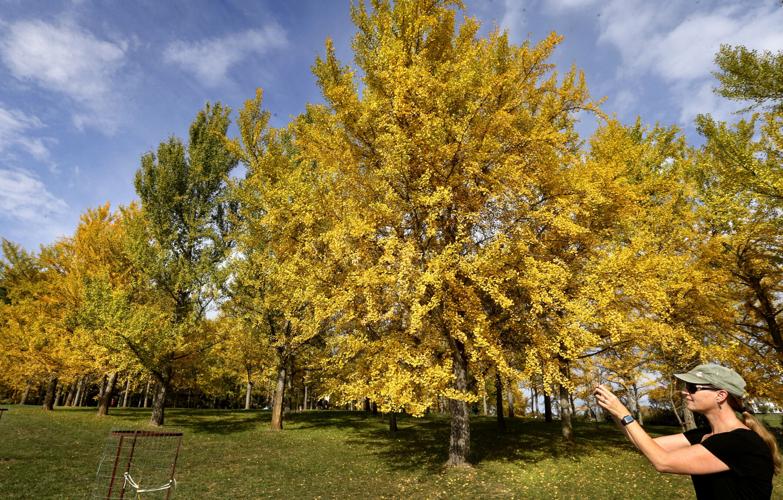 Golden glow | Winchester Star | winchesterstar.com