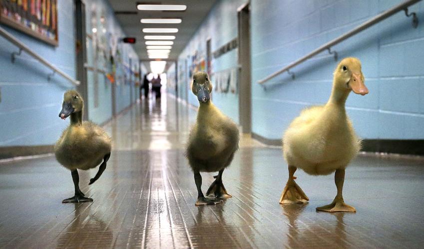 ducks school