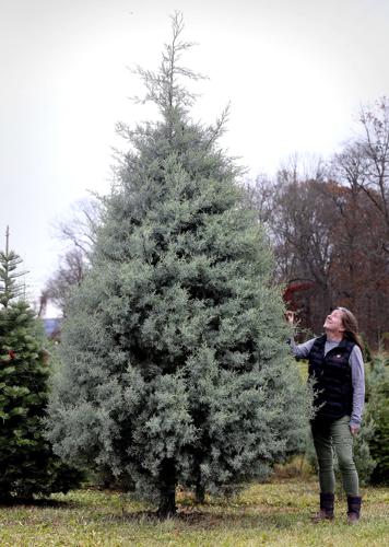 'Total serendipity' brings new owners to Moose Apple Christmas Tree ...