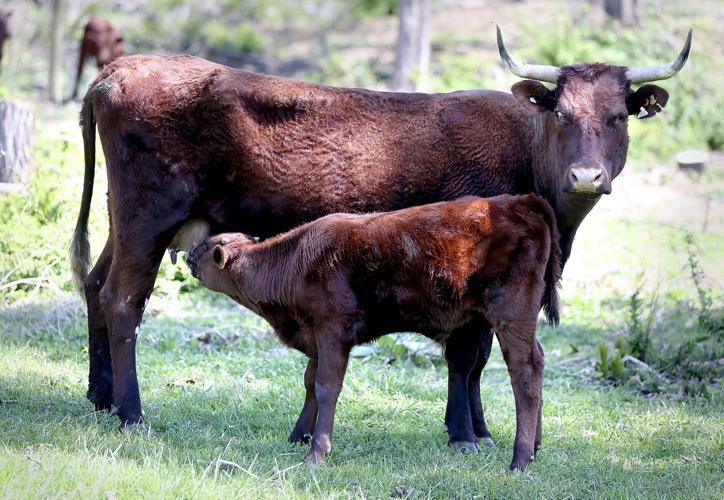 Historic place, historic livestock: A look into Frederick County’s ...