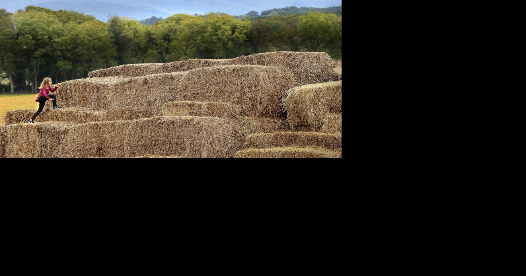 Wayside Farm Fun | Winchester Star | winchesterstar.com