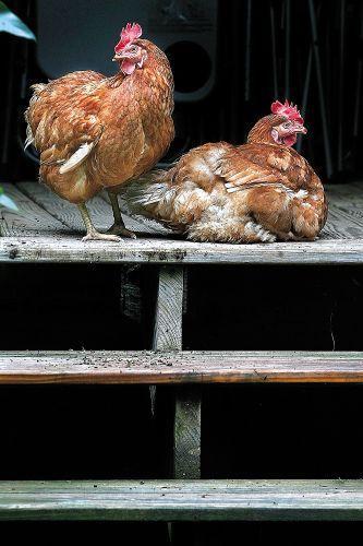 Top-step chickens | News | winchesterstar.com