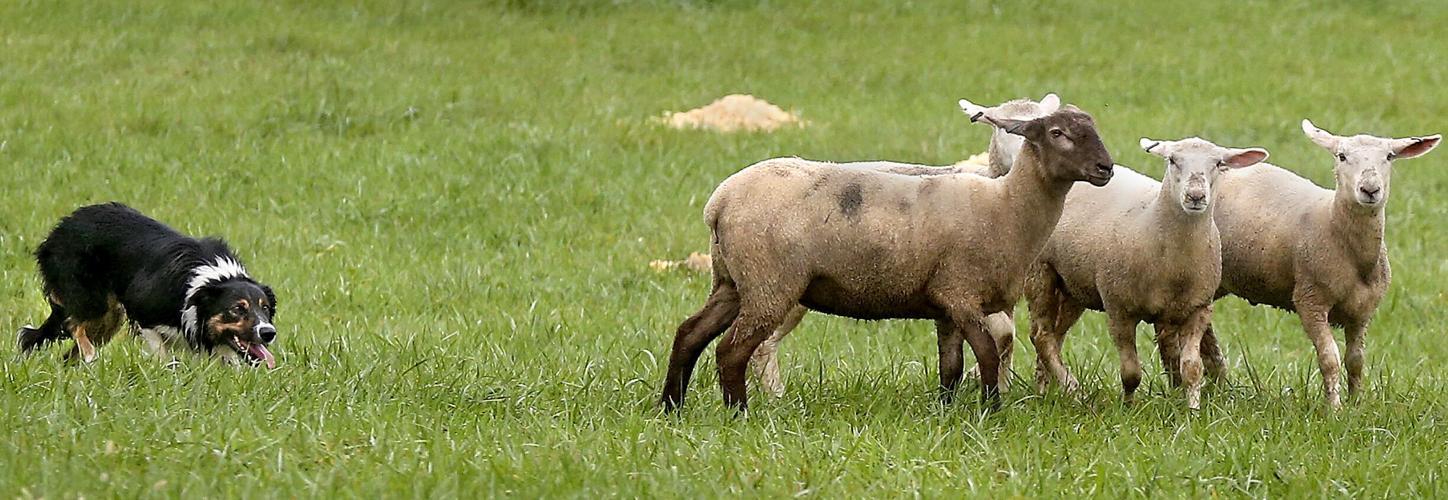 Belle Grove 'perfect place' for National Sheepdog Finals | Winchester ...