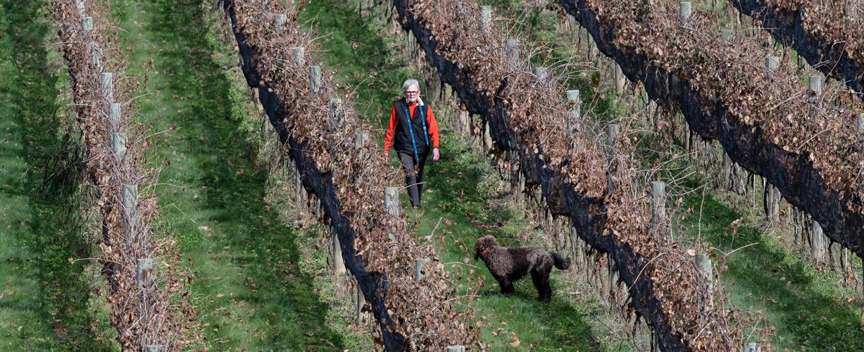 On tour in Shenandoah County: Seven Bends State Park and Muse Vineyard ...