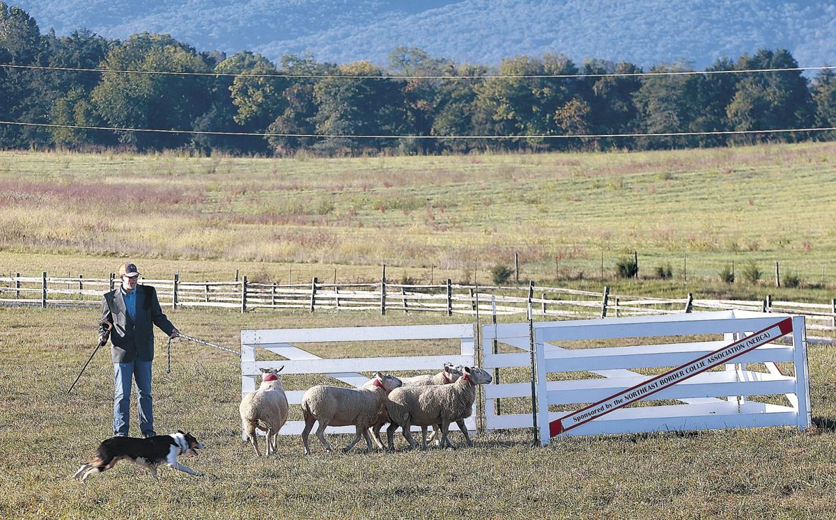 National Sheepdog Finals packed with sheer talent | News ...