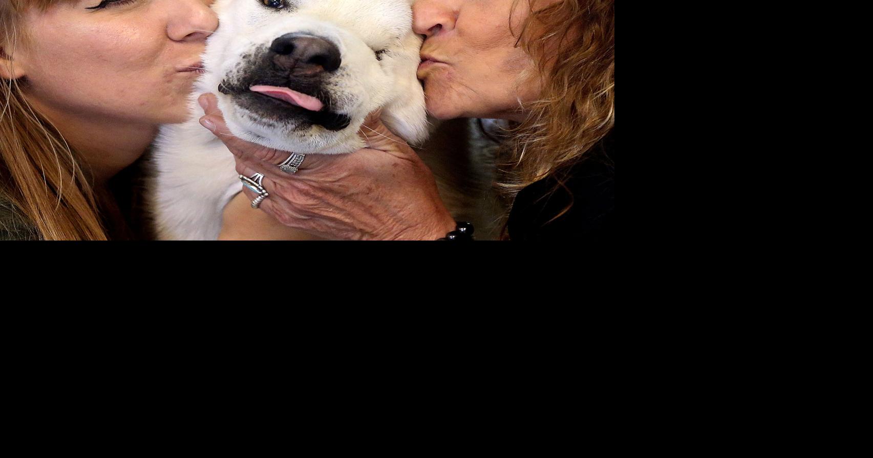 Meet Howl and Pippin, the Winchester Area SPCA's new mascots ...